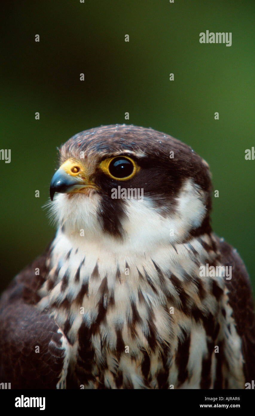 Hobby Falco subbuteo Stock Photo - Alamy