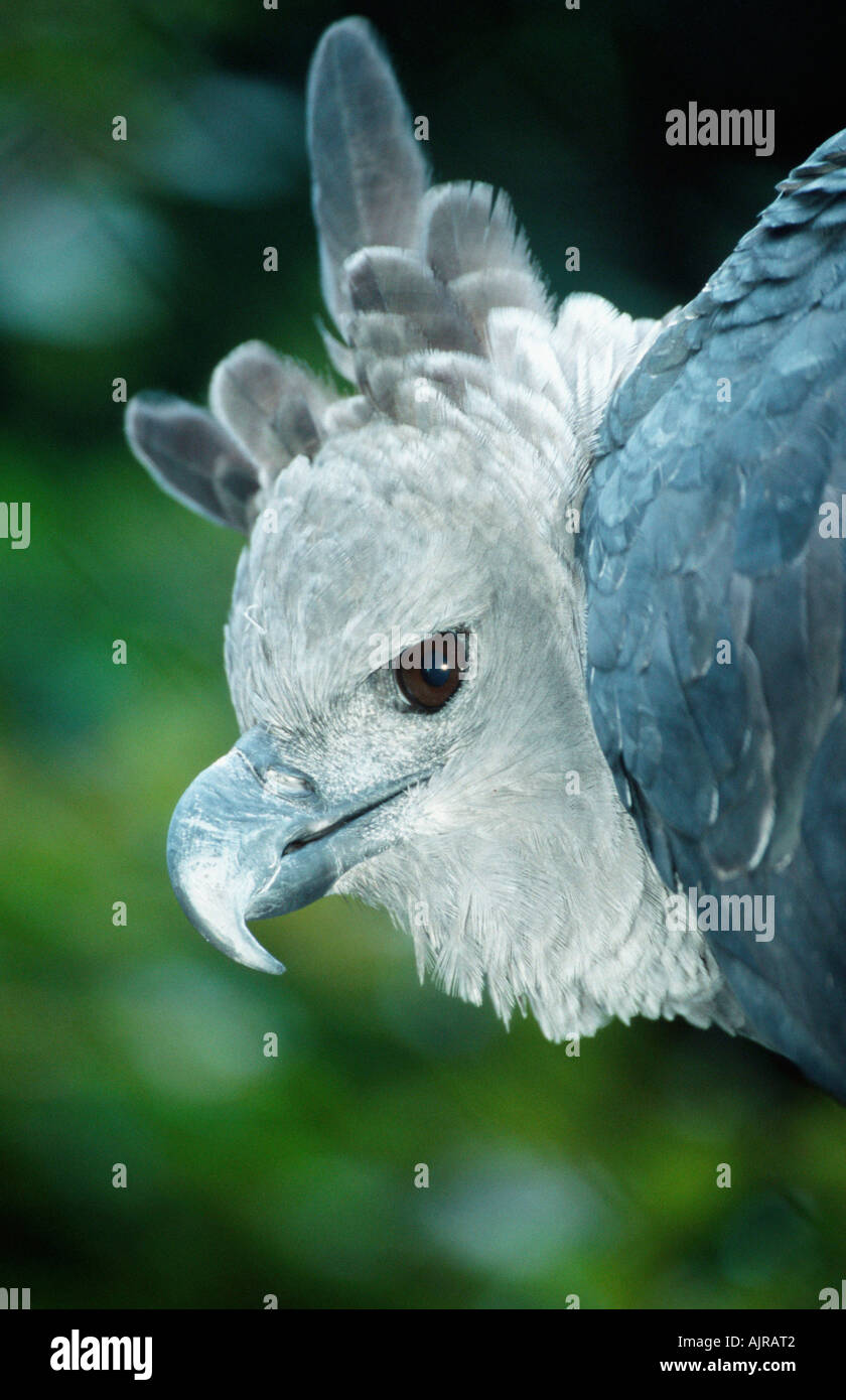 Harpy Eagle Harpia harpyja Stock Photo - Alamy