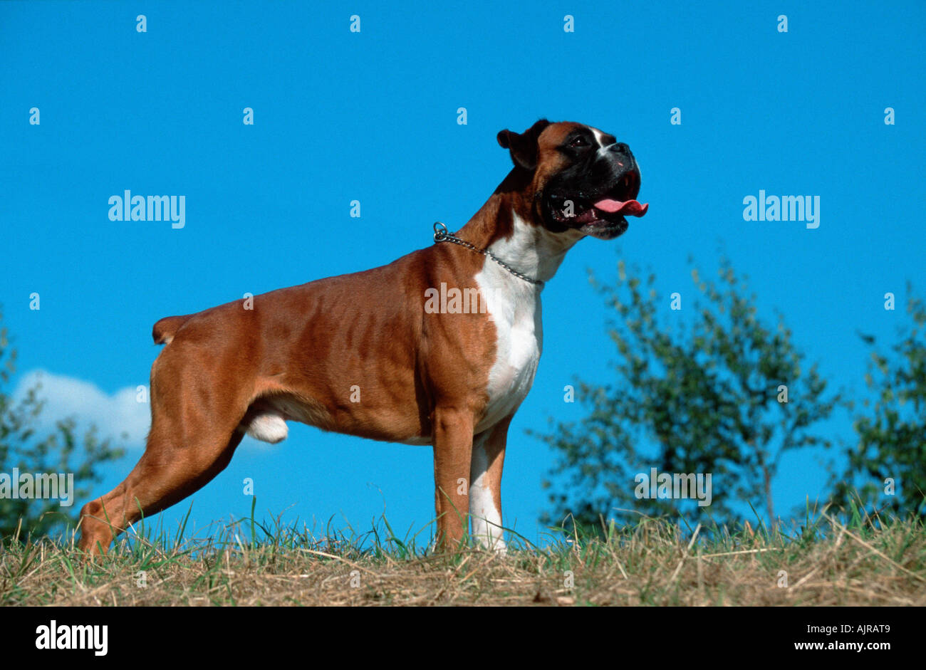 German Boxer yellow side Stock Photo - Alamy
