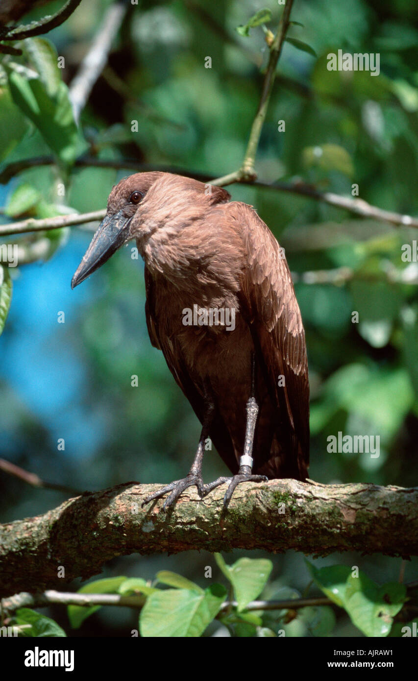 Hammercop Scopus umbretta Hammerhead Stork Stock Photo - Alamy
