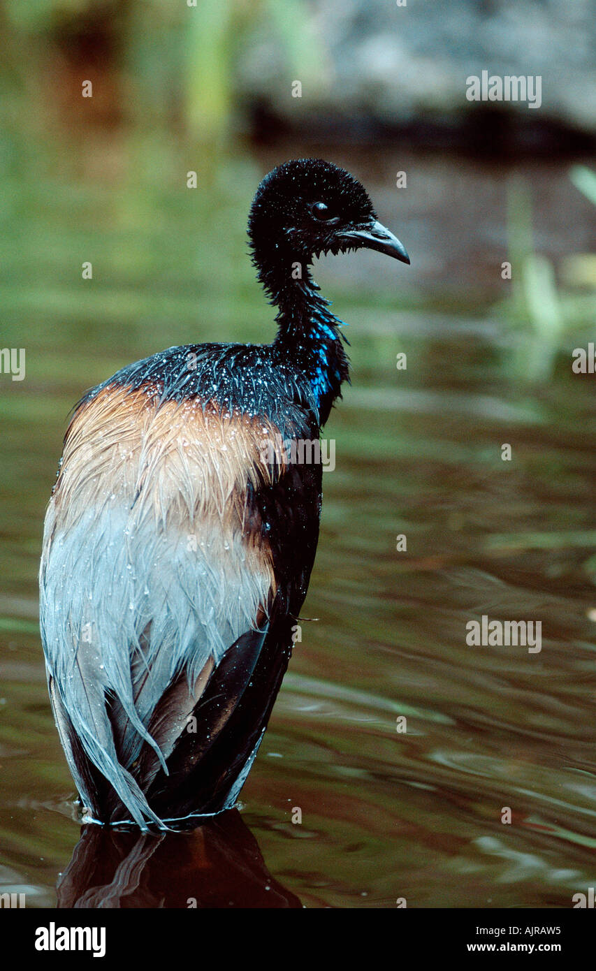 Common Trumpeter Psophia crepitans Grey winged Trumpeter Stock Photo ...
