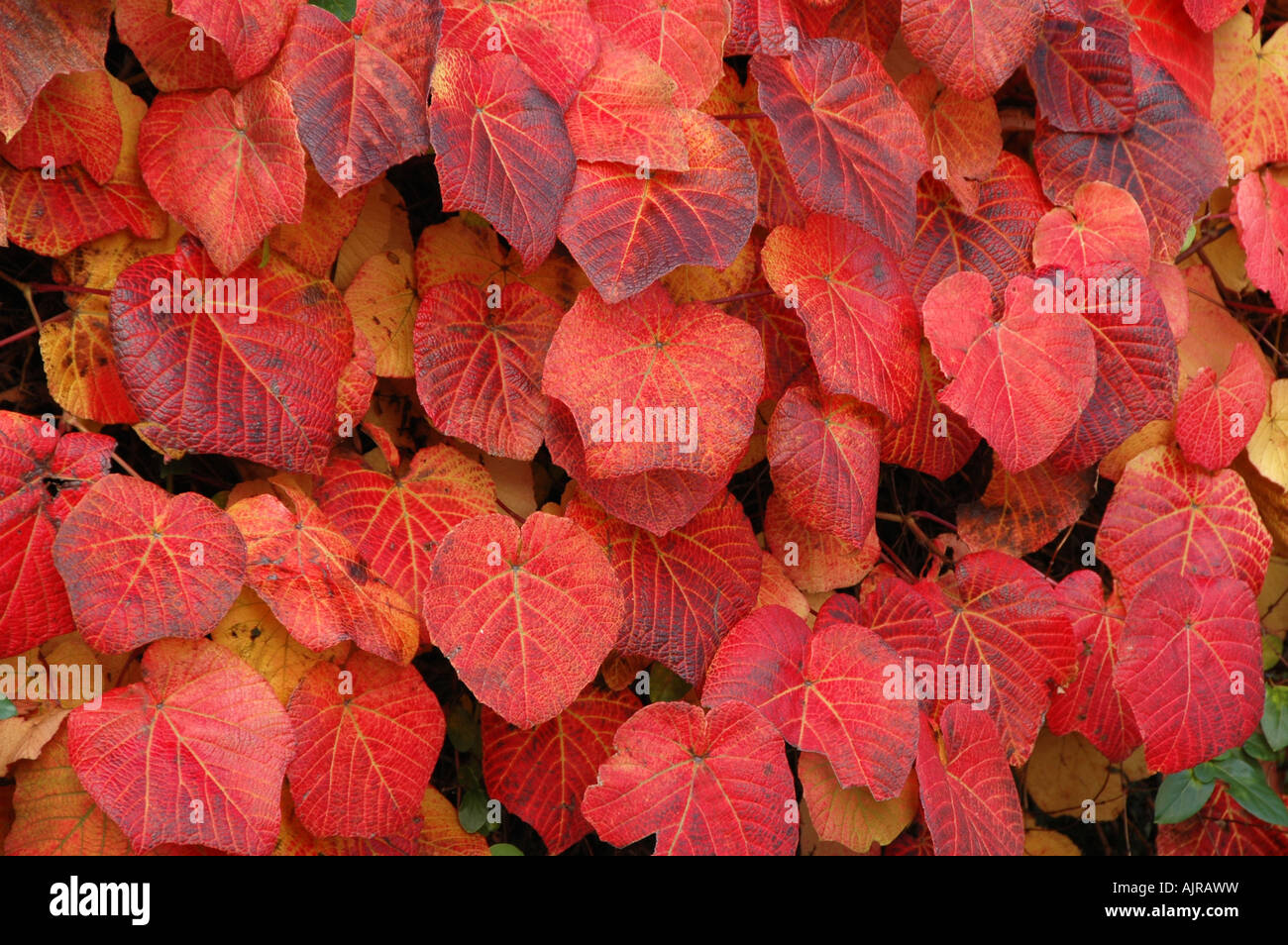 Vitis hi-res stock photography and images - Alamy