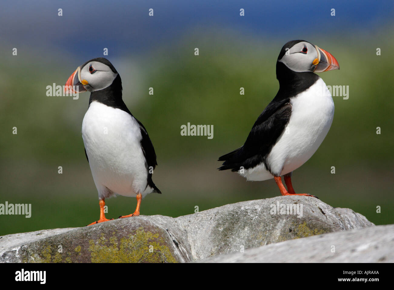 Puffin, Fratecula arctica, two birds in breeding plumage, Staple Island ...