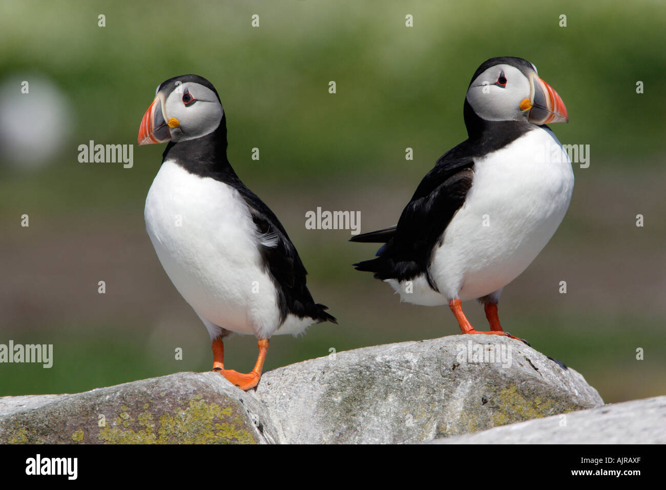 Puffin, Fratecula arctica, two birds in breeding plumage, Staple Island ...