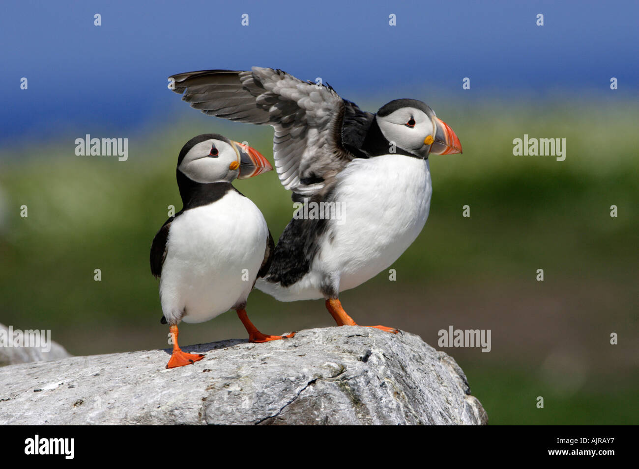 Puffin, Fratecula arctica, two birds, one flapping its wings, Staple ...