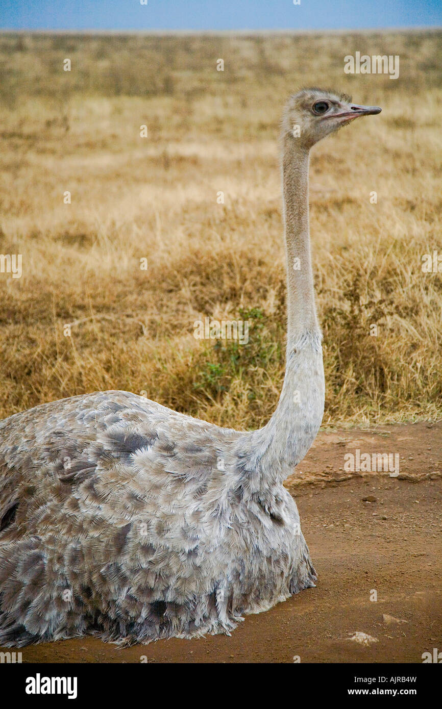 Female African ostrich sitting on 4WD trail, Ngorongoro Crater Tanzania ...