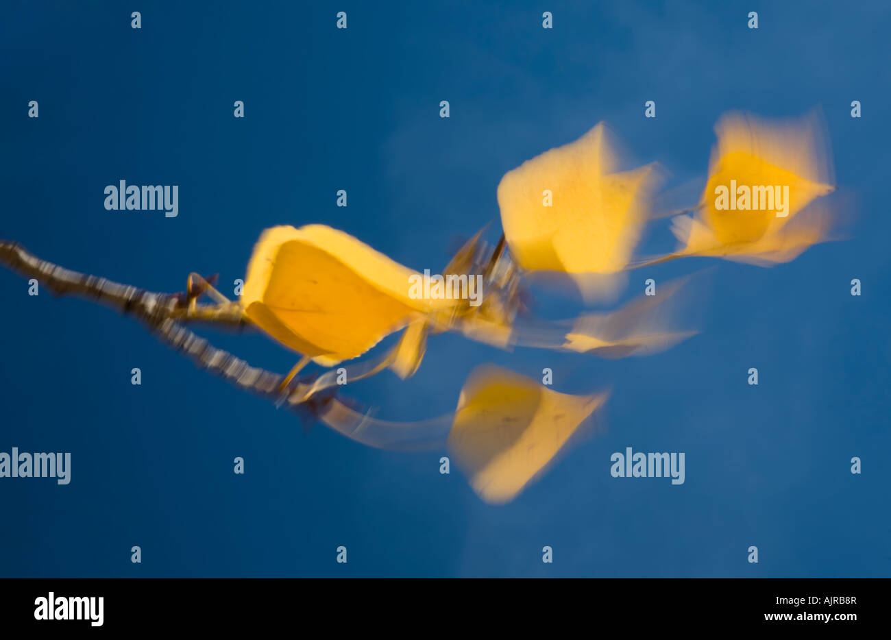 Yellow autumn leaves shaking with the wind Stock Photo - Alamy