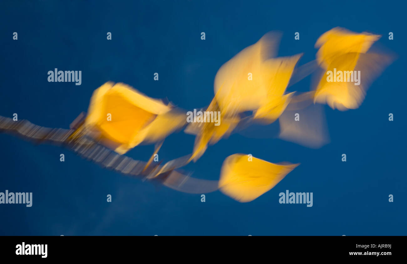 Shaking leaves hi-res stock photography and images - Alamy