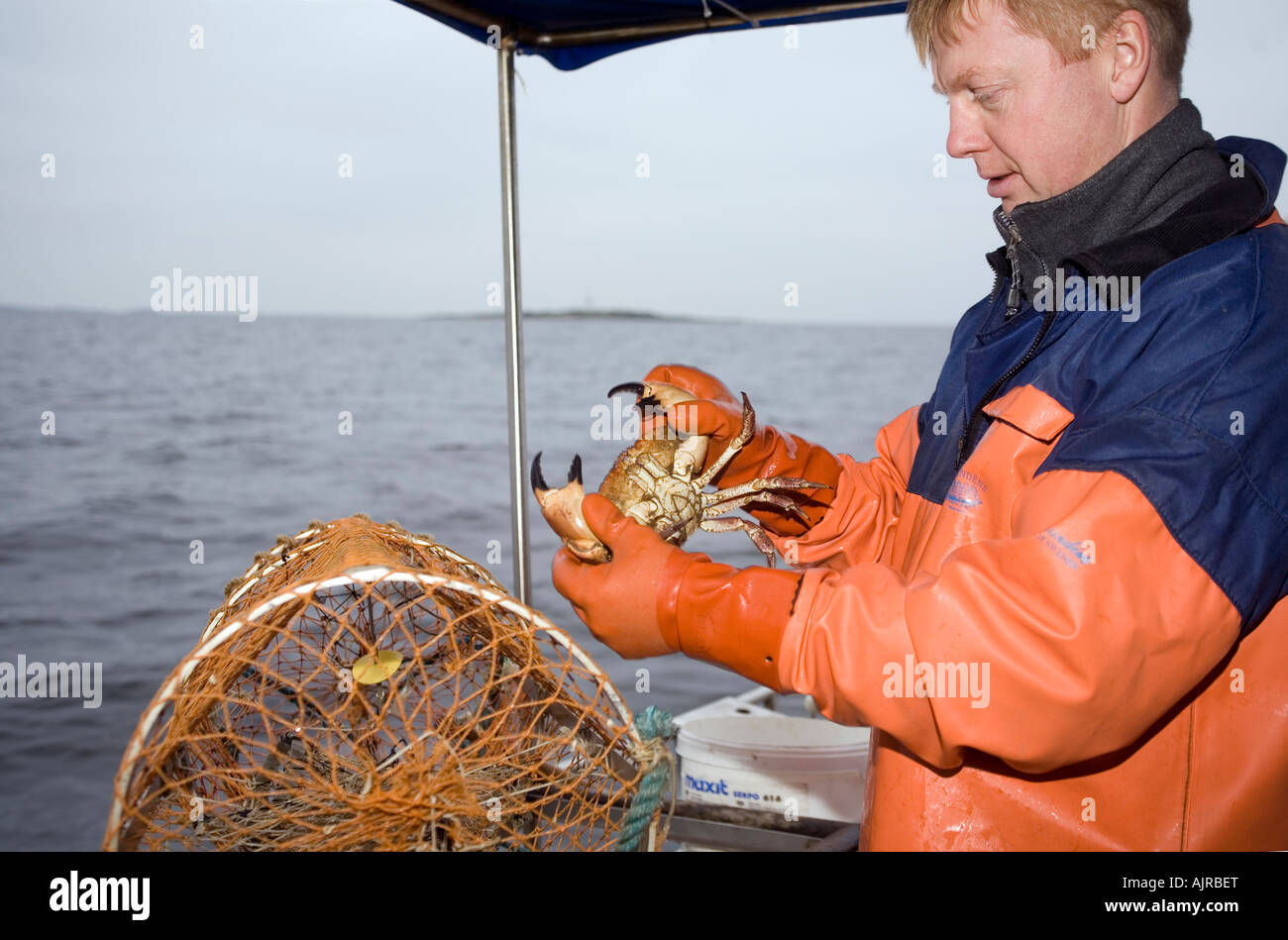 Fisherman surveying a stray catch. Crabs are often caught in wire traps ...
