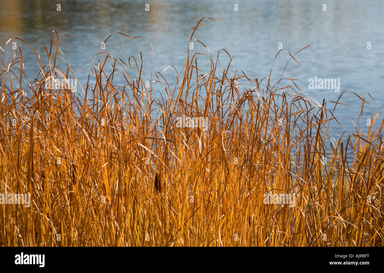 Water bulrush in autumn, Volga Akhtuba plain, Russia Stock Photo - Alamy