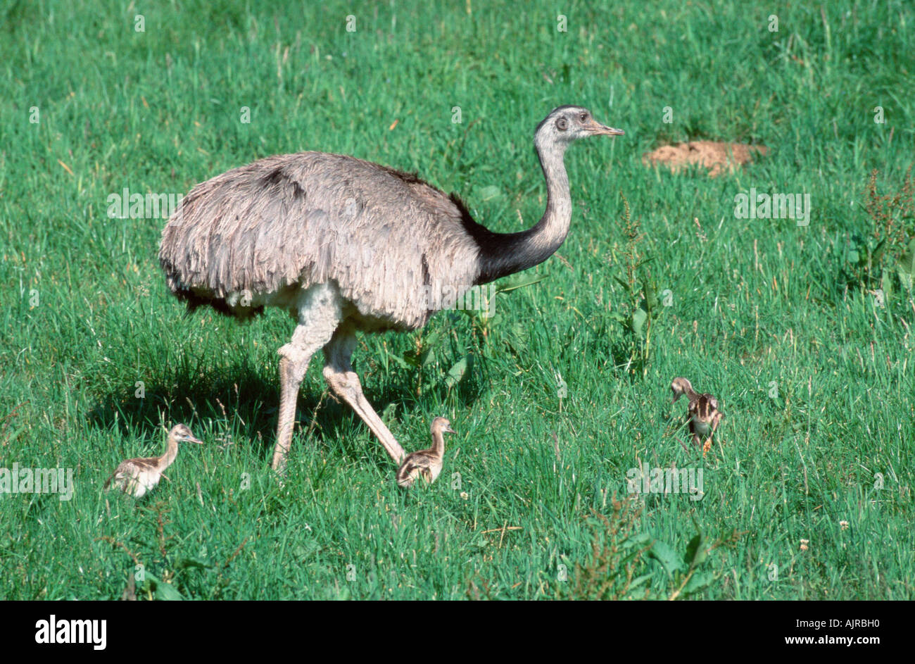American Rhea male with chicks Rhea americana Stock Photo - Alamy