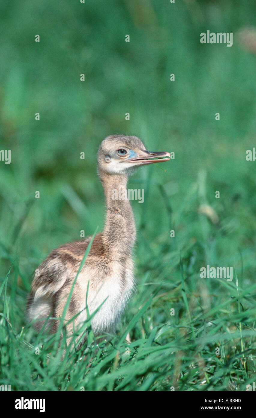 Rhea bird chick hi-res stock photography and images - Alamy