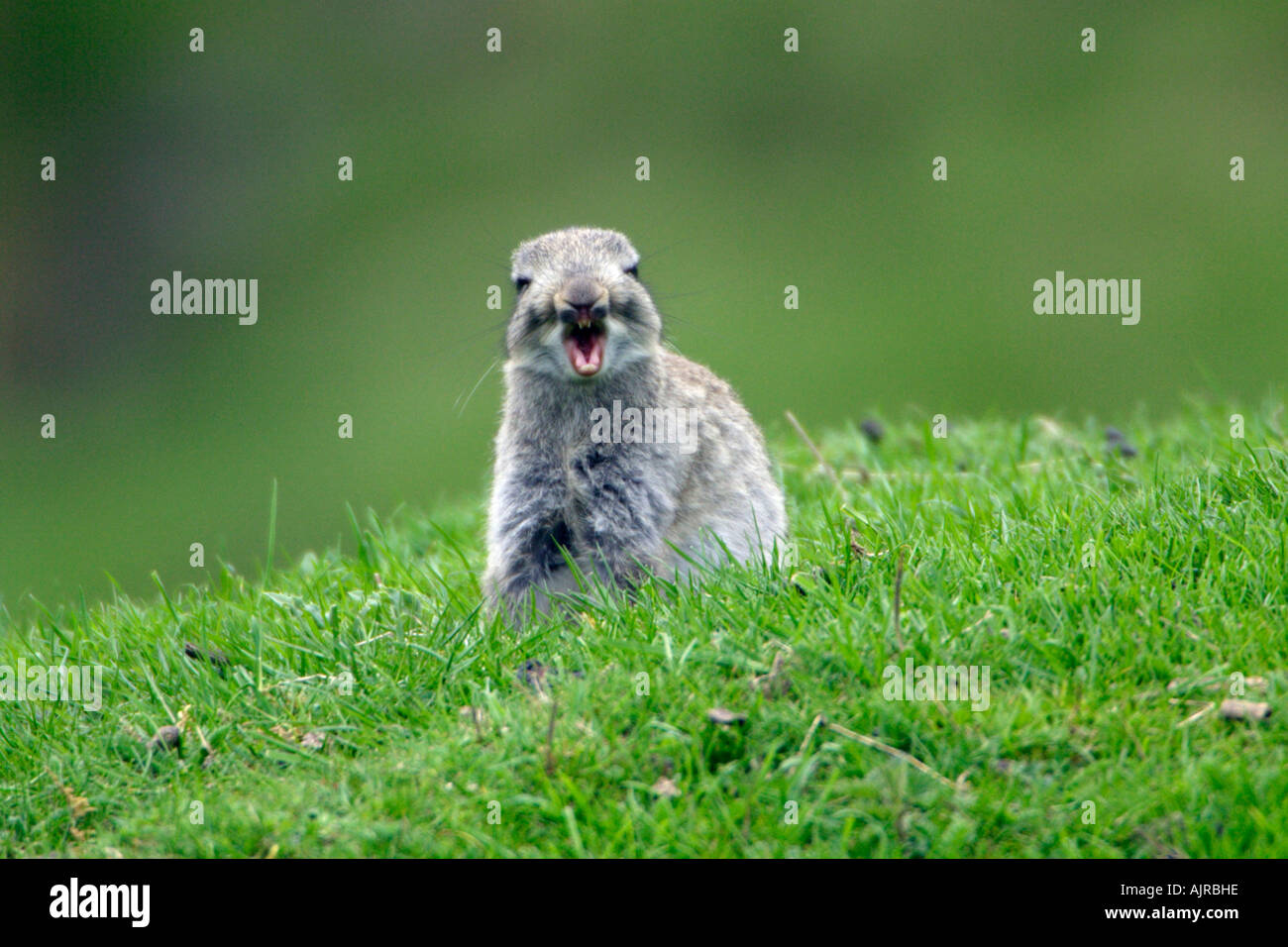 Yawning Baby Animals