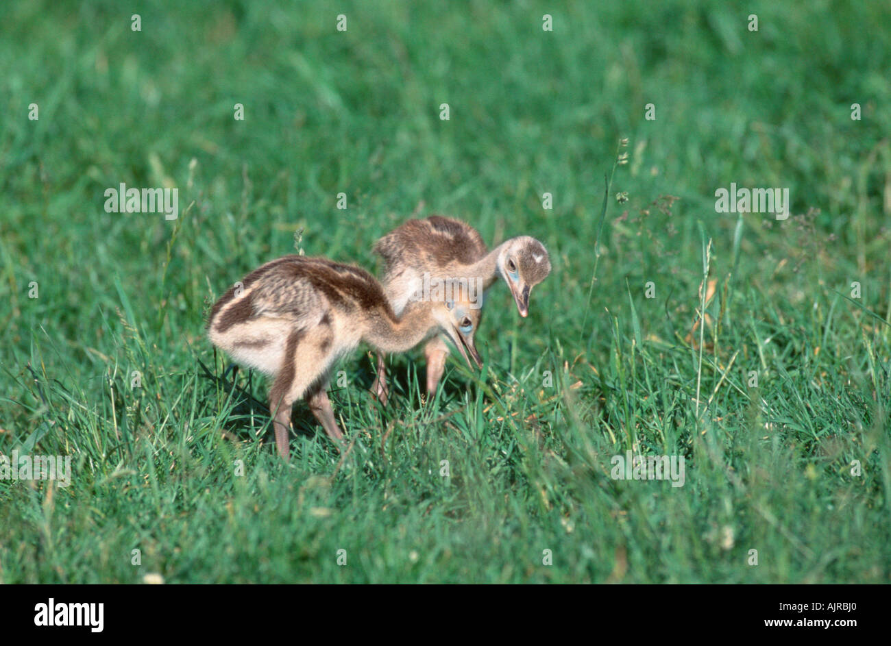 Rhea with chicks hi-res stock photography and images - Alamy