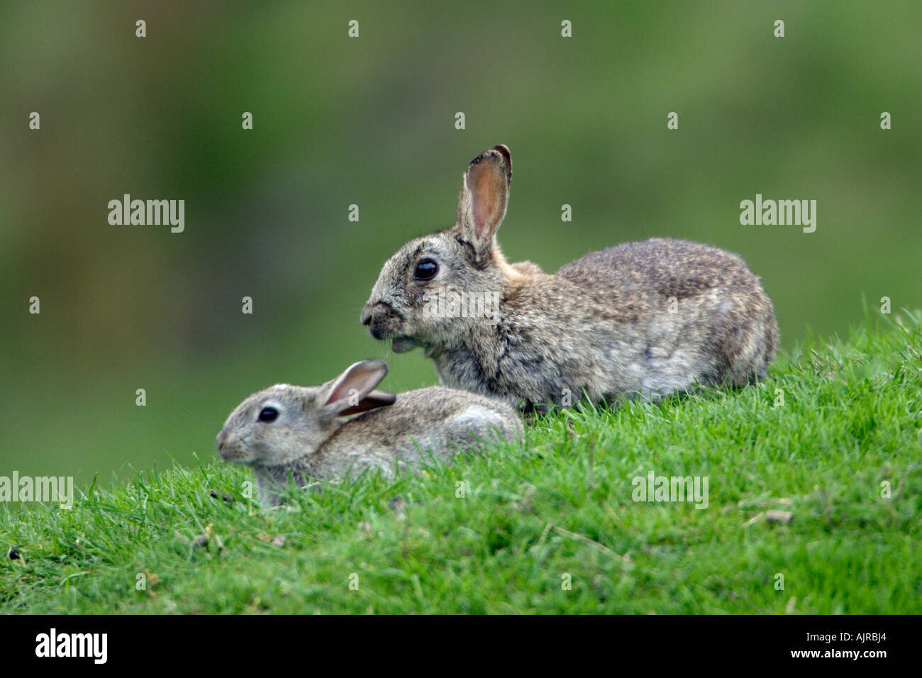 Two european rabbit oryctolagus hi-res stock photography and images - Alamy