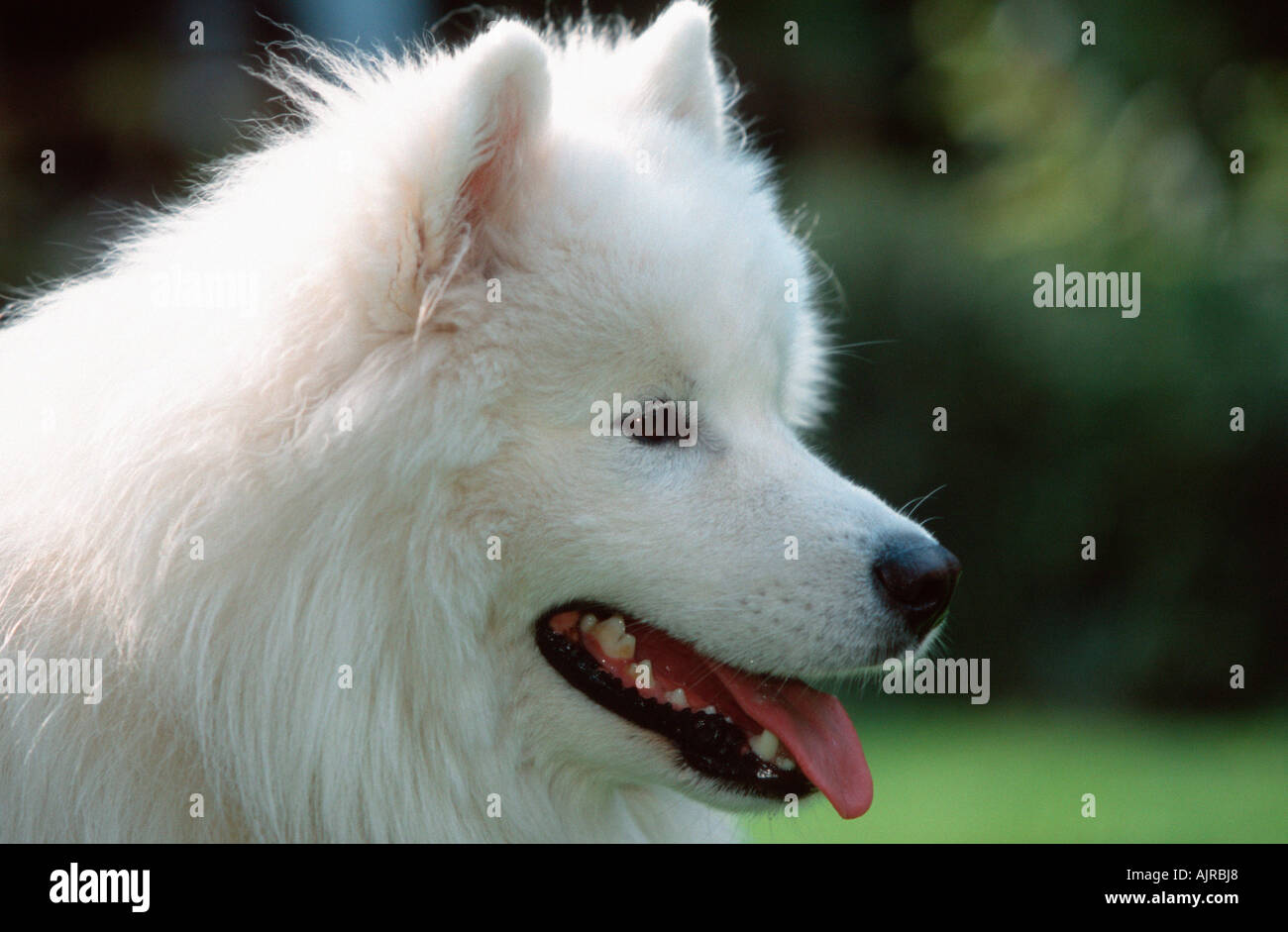 Samoyed head shot hi-res stock photography and images - Alamy