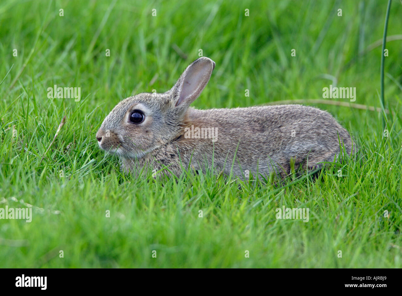 Wild rabbit, Oryctolagus cuniculus, young animal crouching in fright in ...