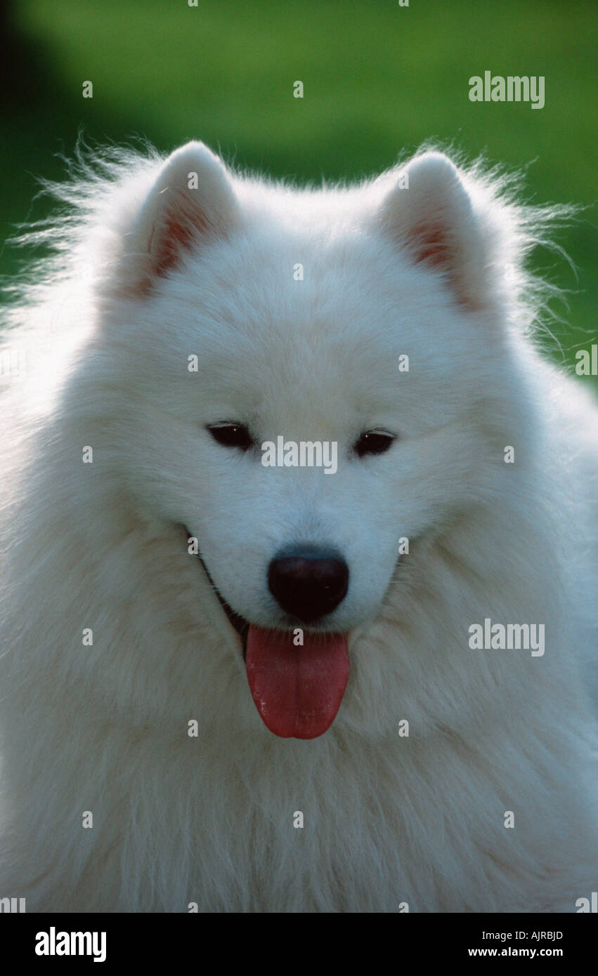 Samoyed head shot hi-res stock photography and images - Alamy