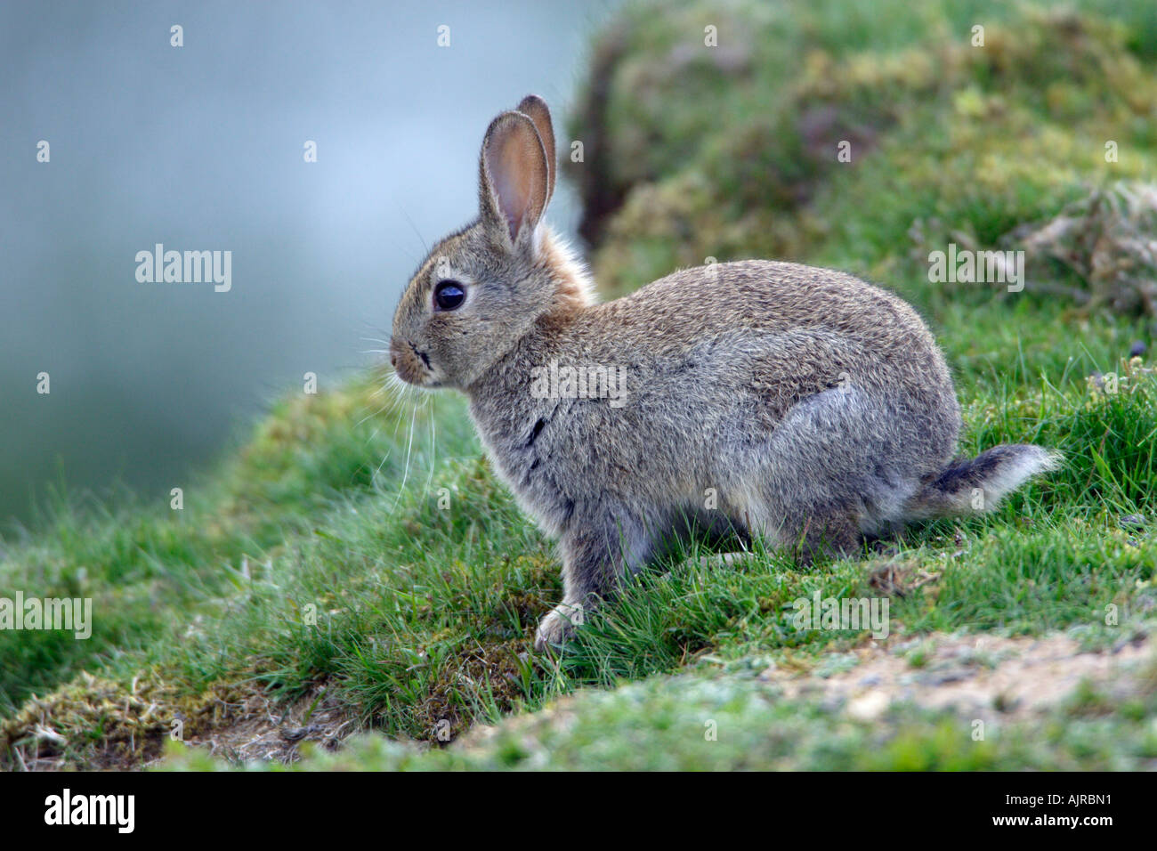 Wild rabbit, Oryctolagus cuniculus, young animal on heath Stock Photo ...