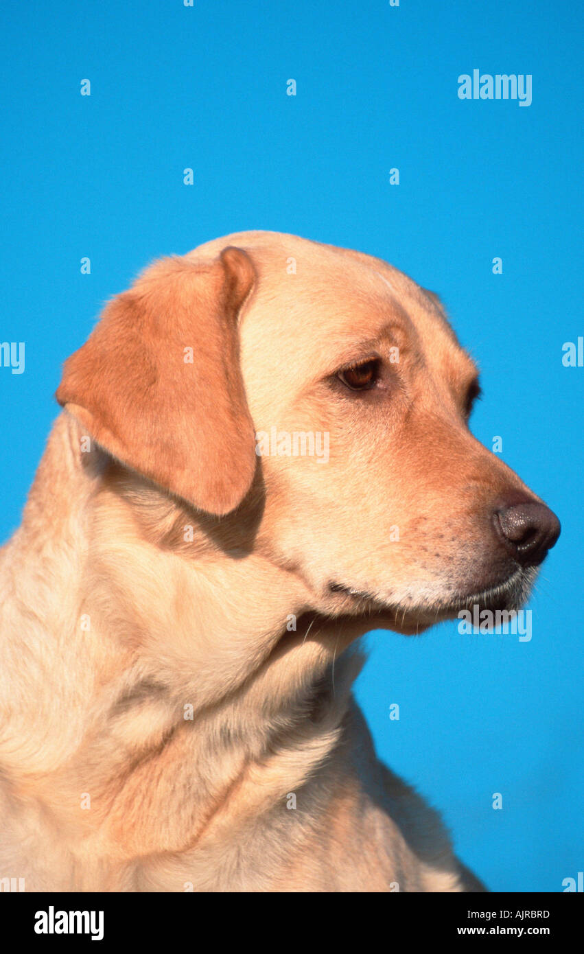 Labrador Retriever yellow Stock Photo - Alamy