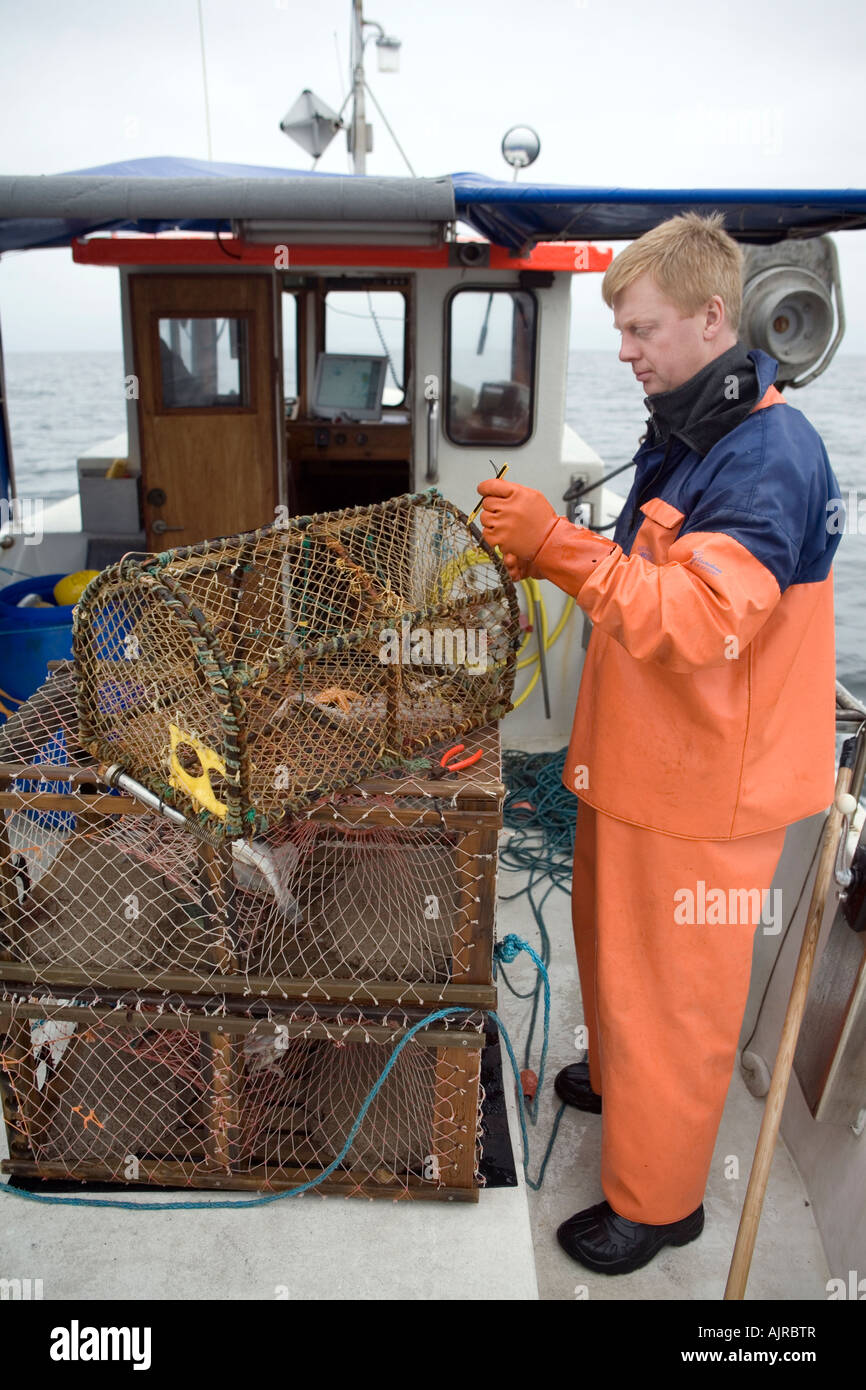 Lobster harvesting. Fisherman on a boat in a run preparing lobster ...