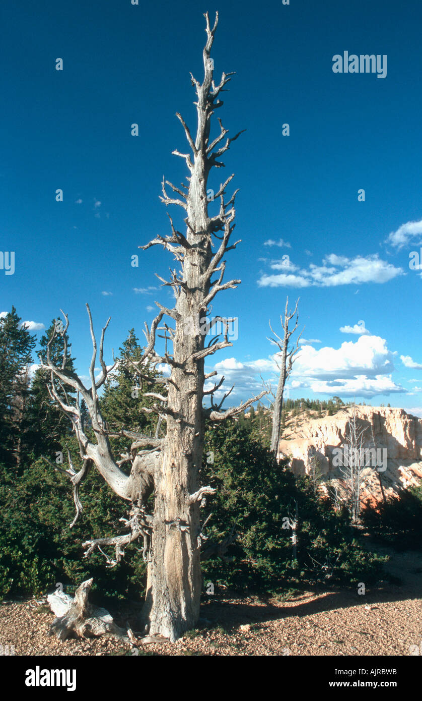 Bristlecone loop trail bryce canyon hi-res stock photography and images ...