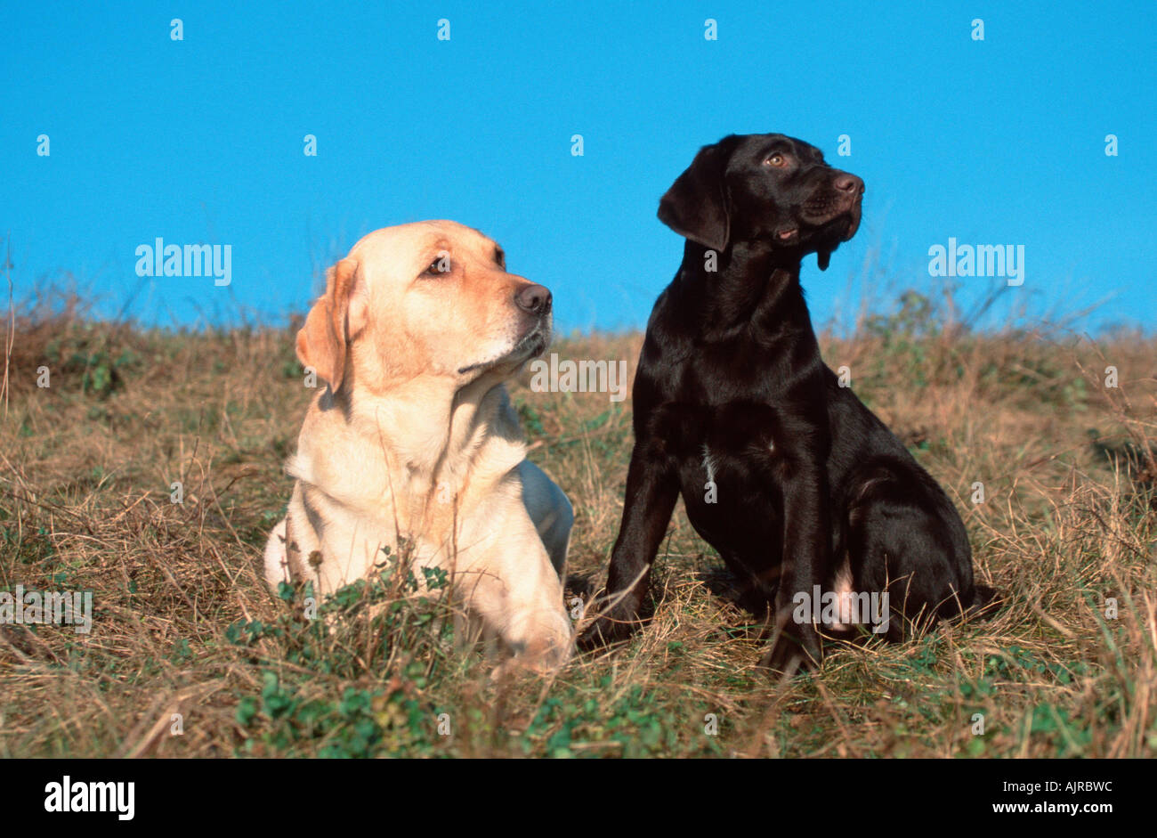 Labrador Retriever with puppy 4 month chocolate Stock Photo - Alamy