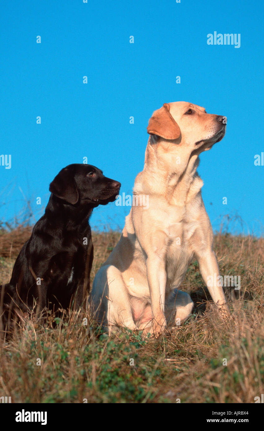 4 retriever hi-res stock photography and images - Alamy