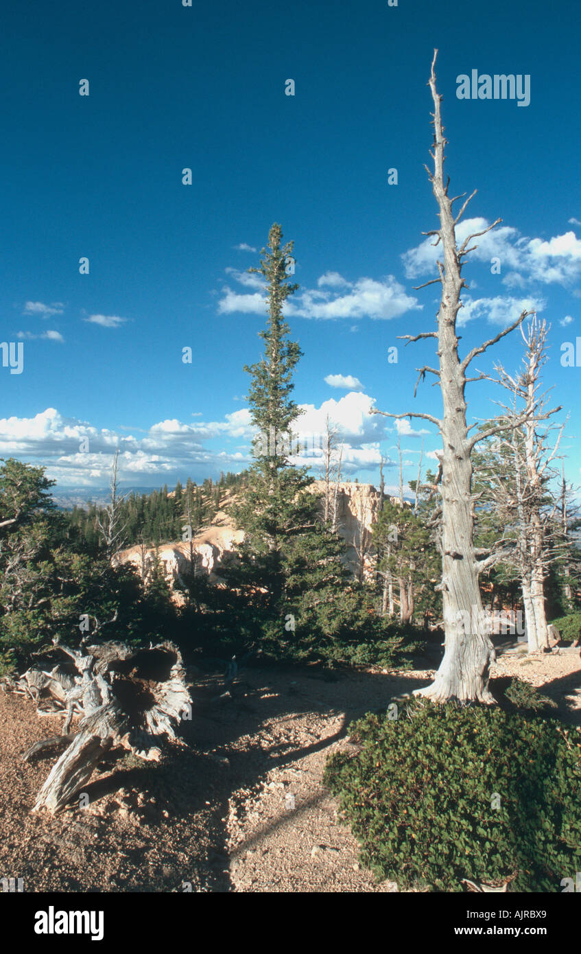 Bristlecone loop trail bryce canyon hi-res stock photography and images ...