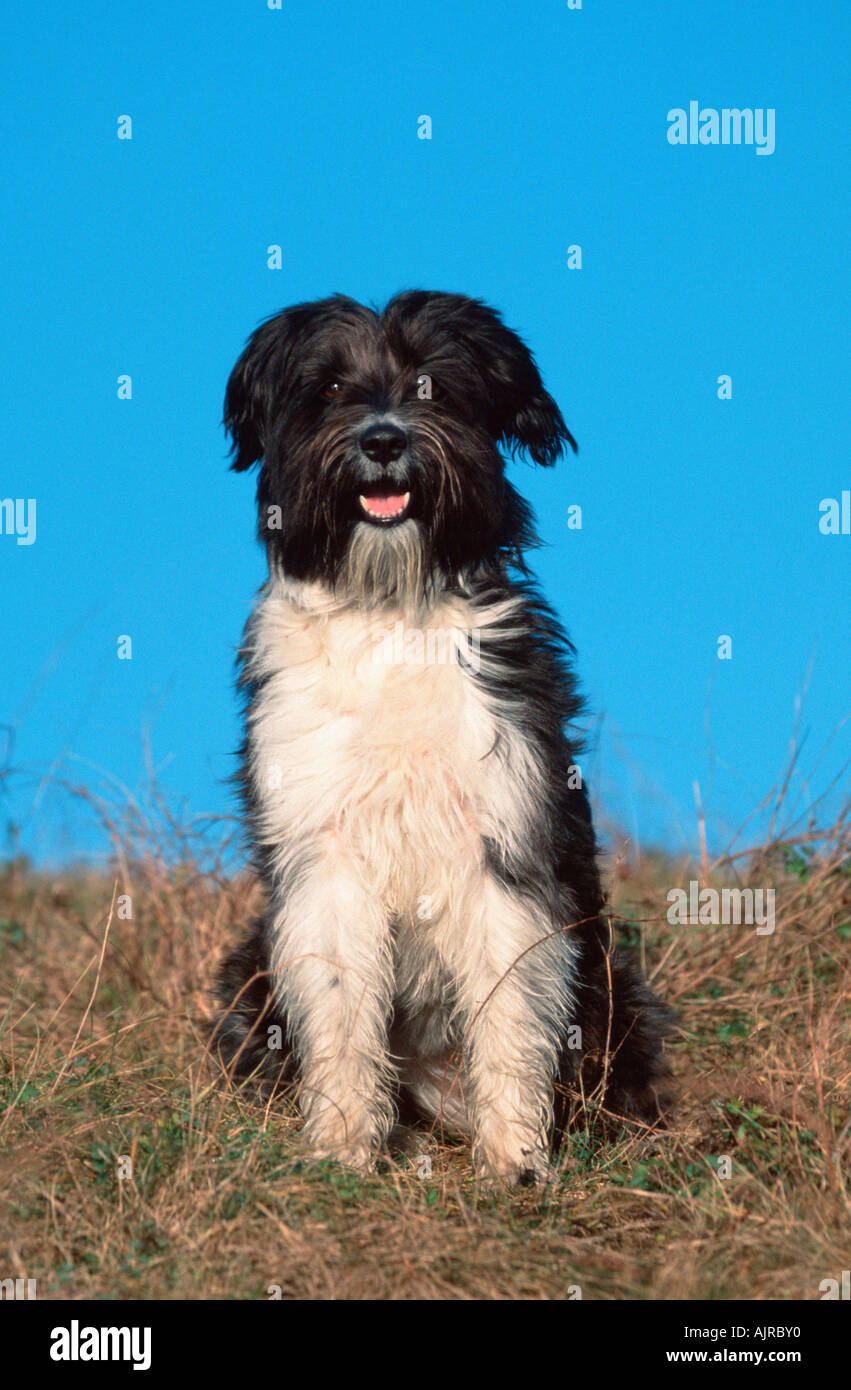 Mixed Breed Dog Stock Photo - Alamy