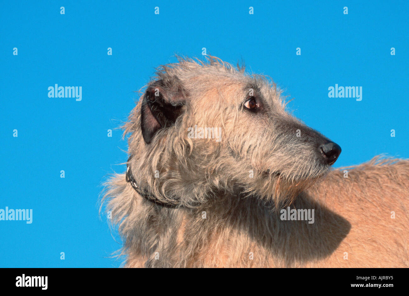Irish wolfhound portrait hi-res stock photography and images - Alamy