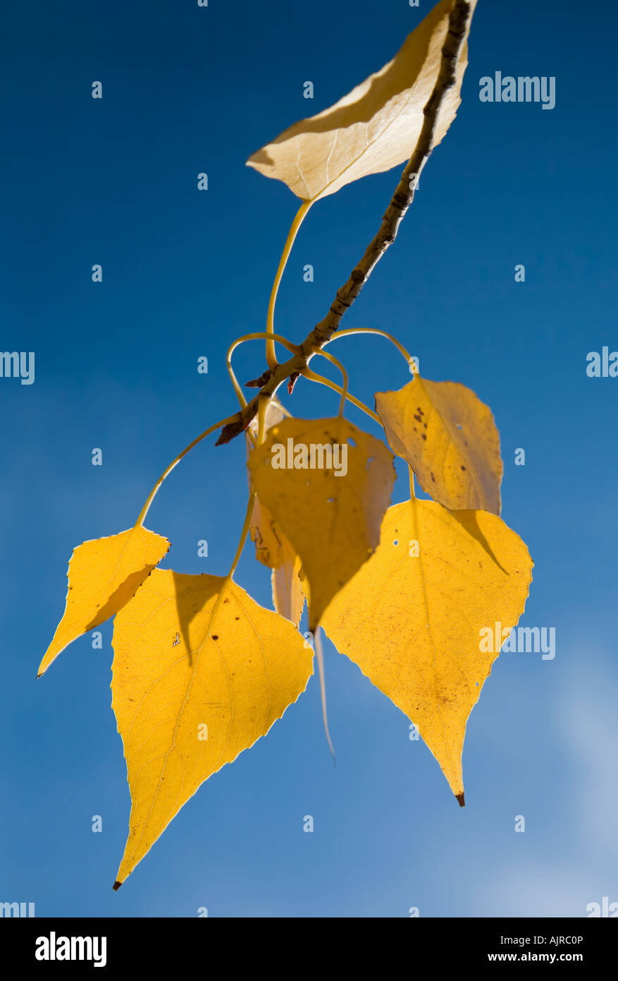 Yellow autumn leaves of poplar tree Stock Photo - Alamy