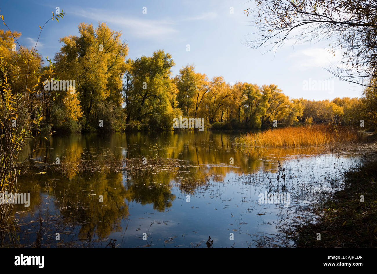 Autumn fall trees and orange color bulrush reflecting in water, Volga ...