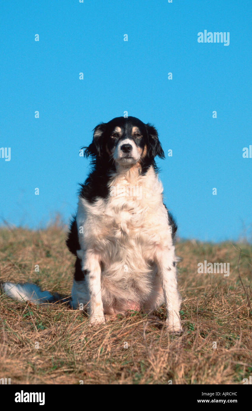 Mixed Breed Dog too fat overweight Stock Photo - Alamy