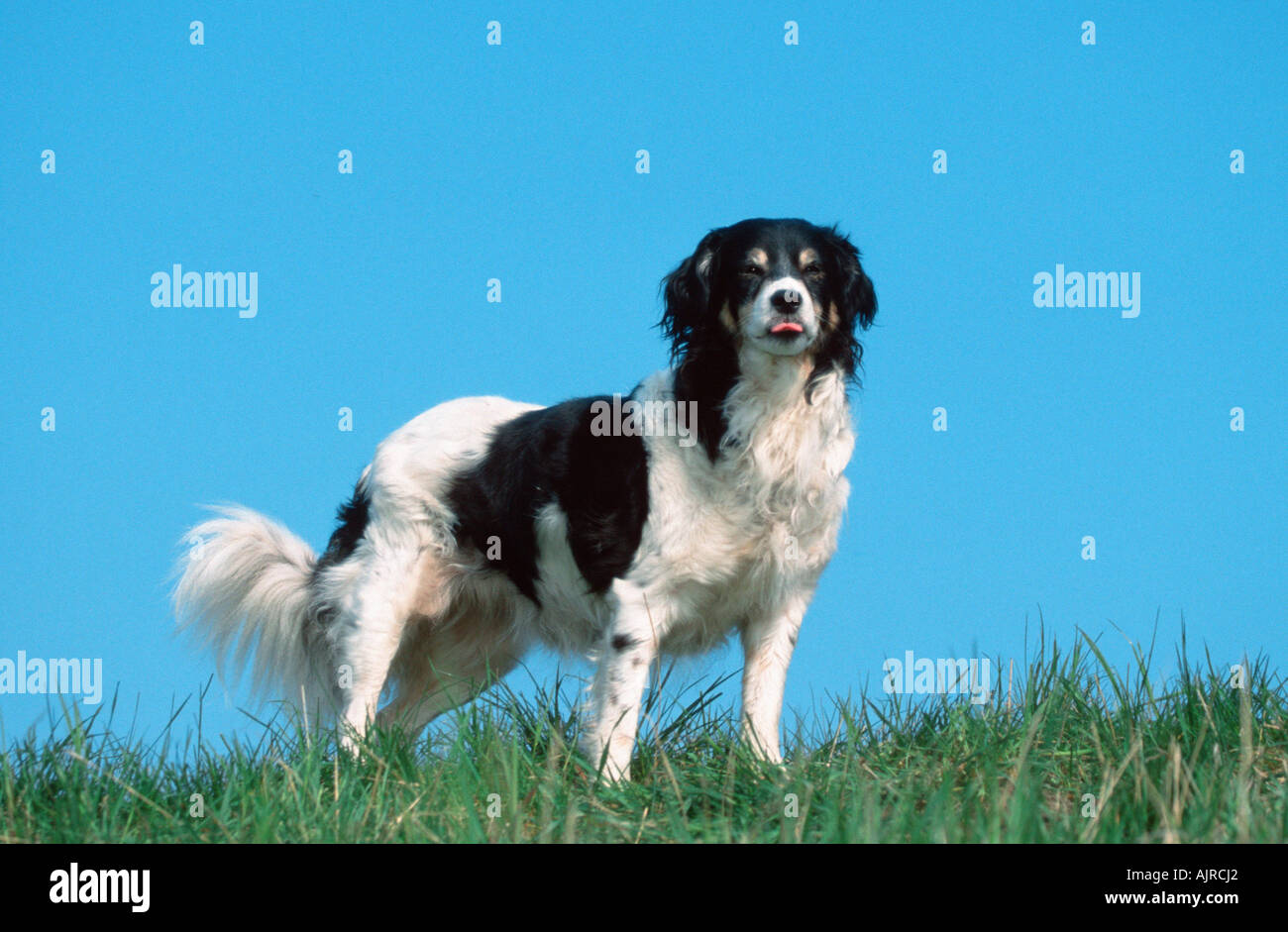 Mixed Breed Dog Stock Photo - Alamy