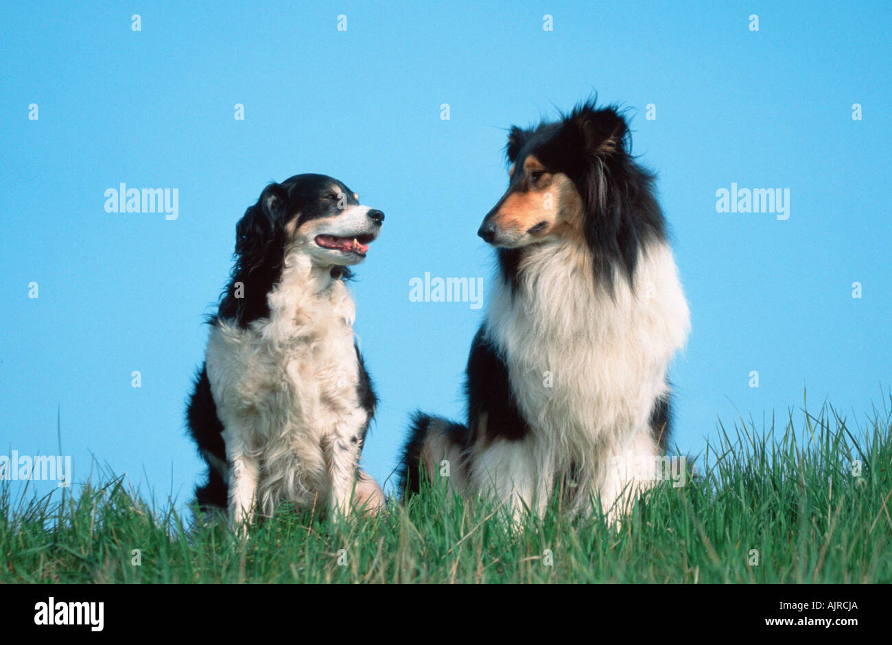 Rough Collie and Mixed Breed Dog Stock Photo - Alamy