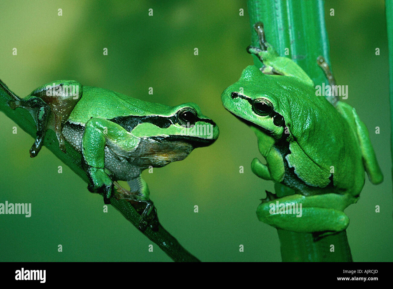 Tree Toads Hyla arborea Tree Frog Stock Photo - Alamy