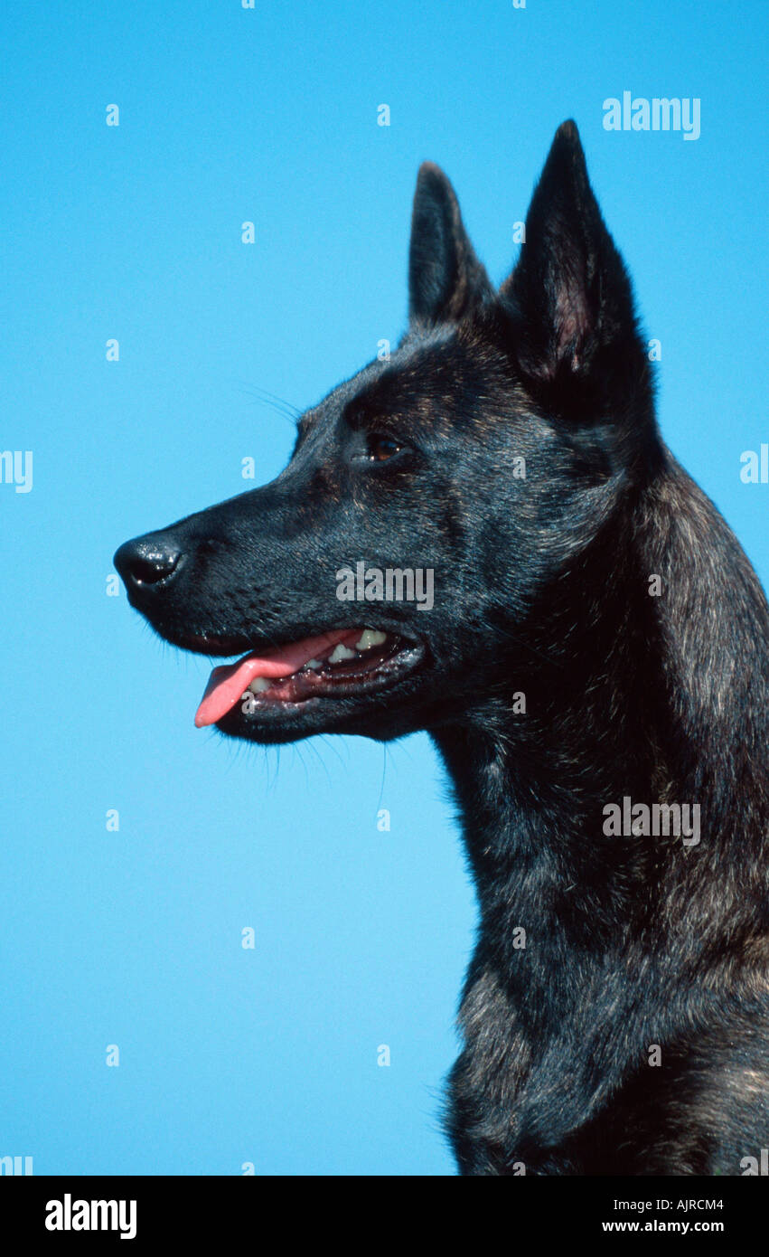 Dutch Shepherd Dog Hollandse Herder side profile Stock Photo - Alamy