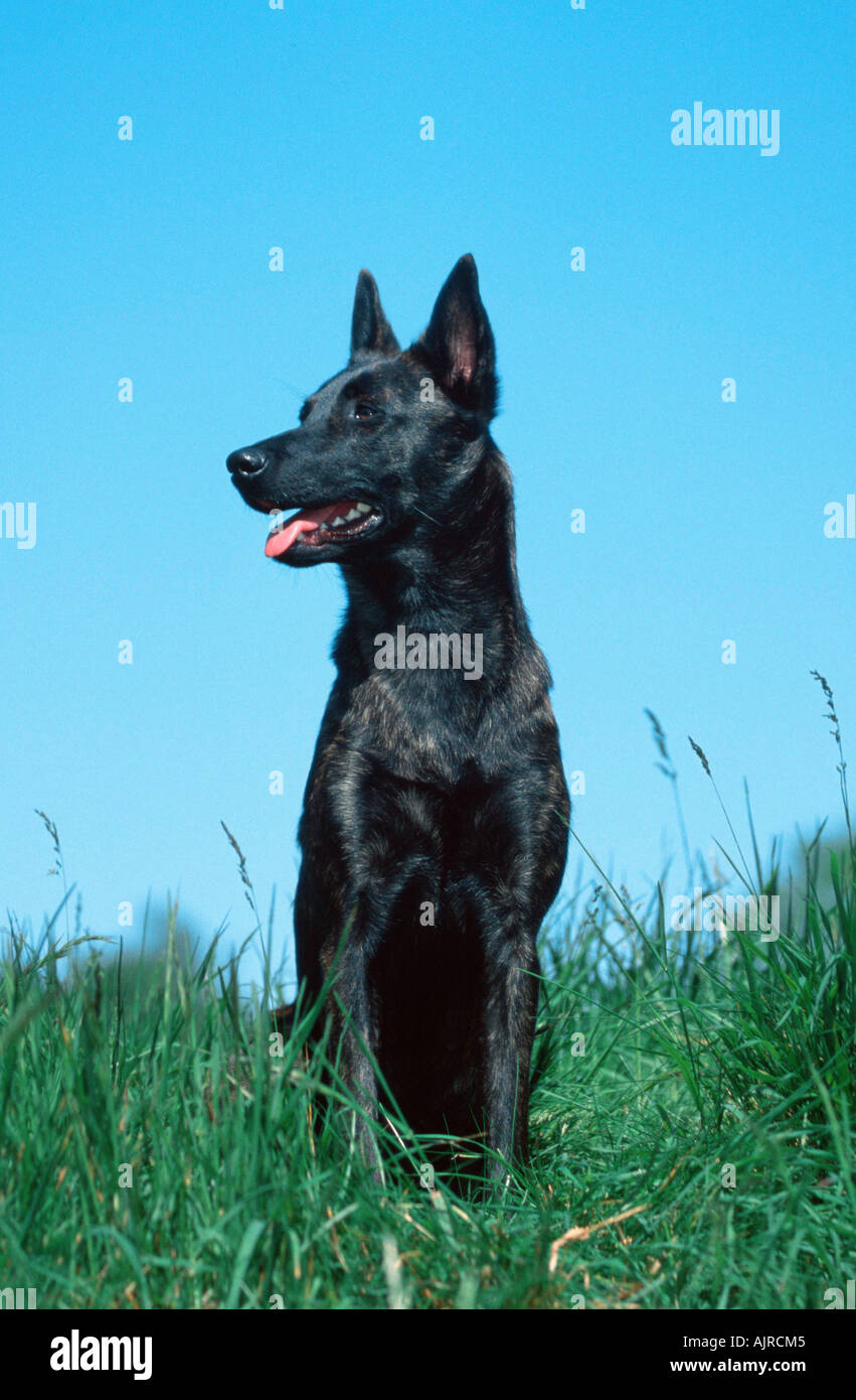 Hollandse Herder High Resolution Stock Photography and Images - Alamy