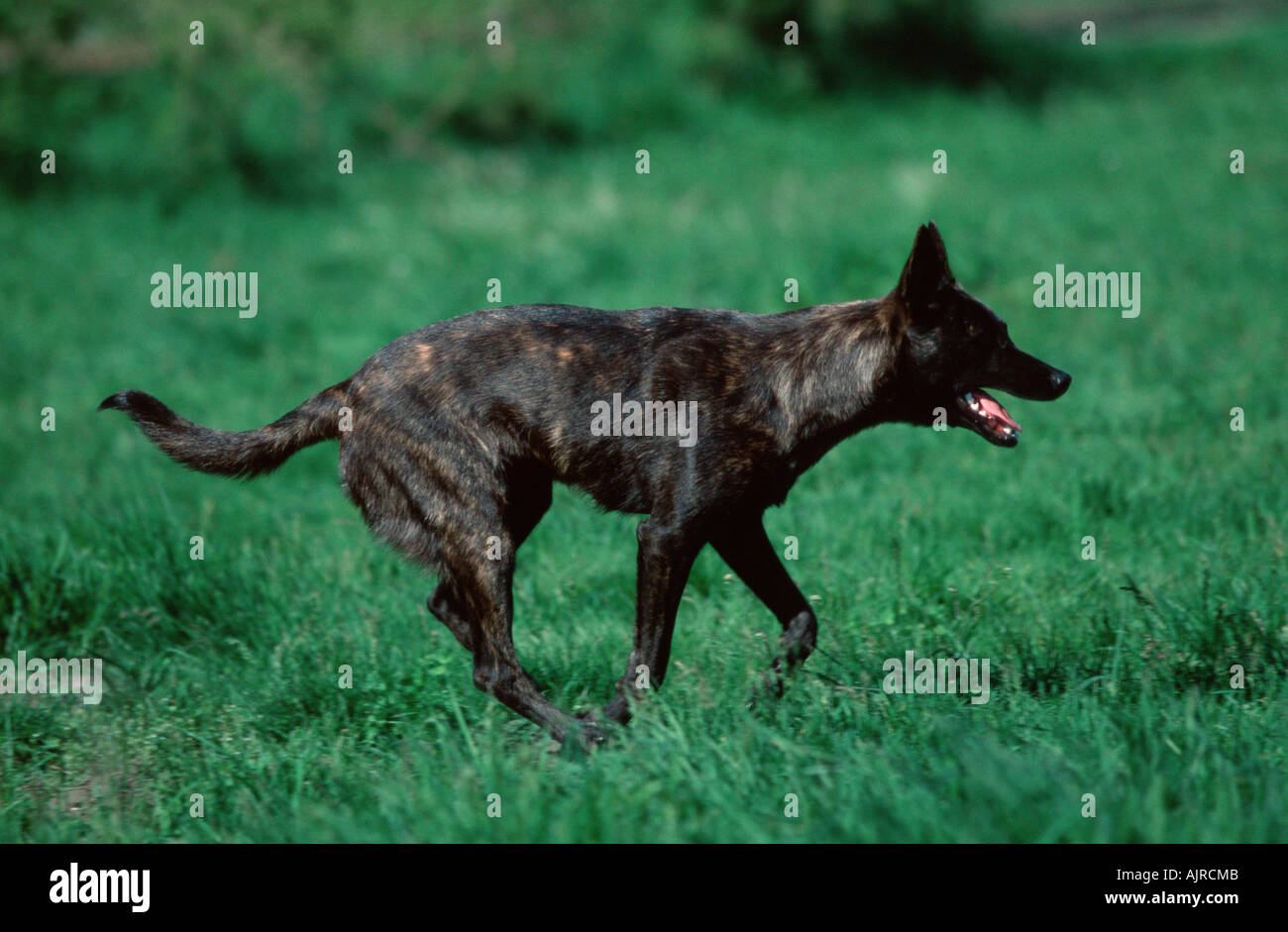 Hollandse Herder High Resolution Stock Photography and Images - Alamy