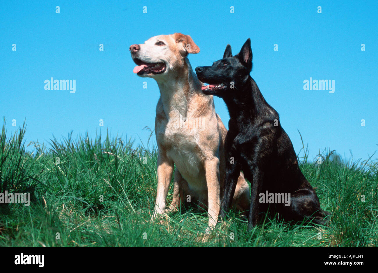 Dutch herder dog breed hi-res stock photography and images - Alamy