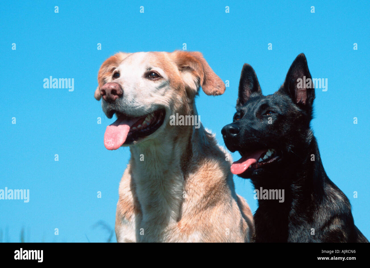 Dutch herder dog breed hi-res stock photography and images - Alamy