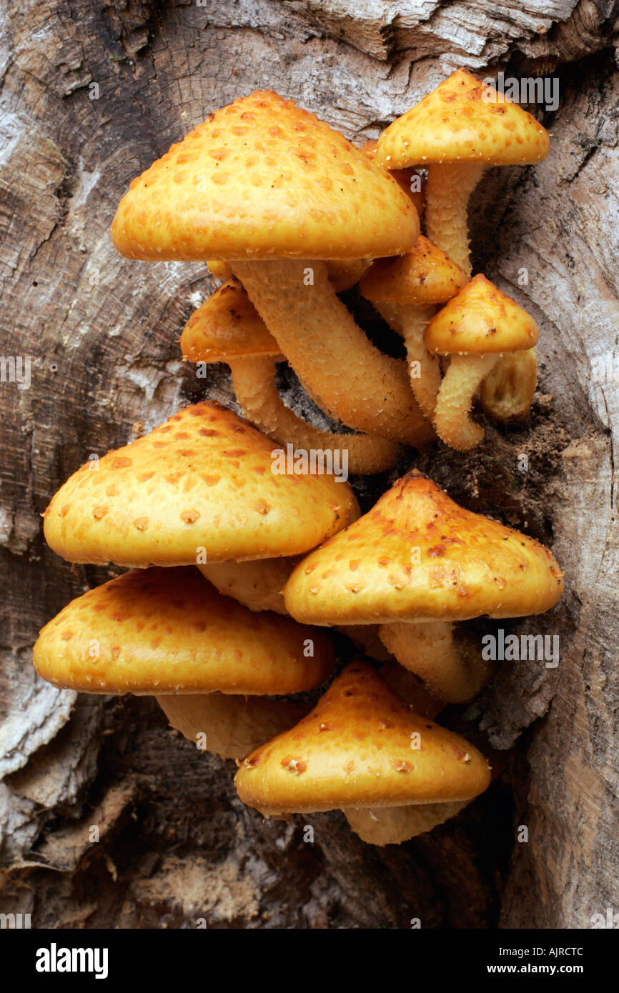 Fungus, Shaggy Pholiota, Pholiota squarrosa, growing on beech tree Stock Photo - Alamy