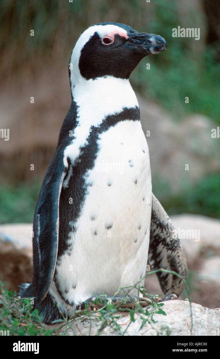 Jackass penguins spheniscus demersus hi-res stock photography and ...