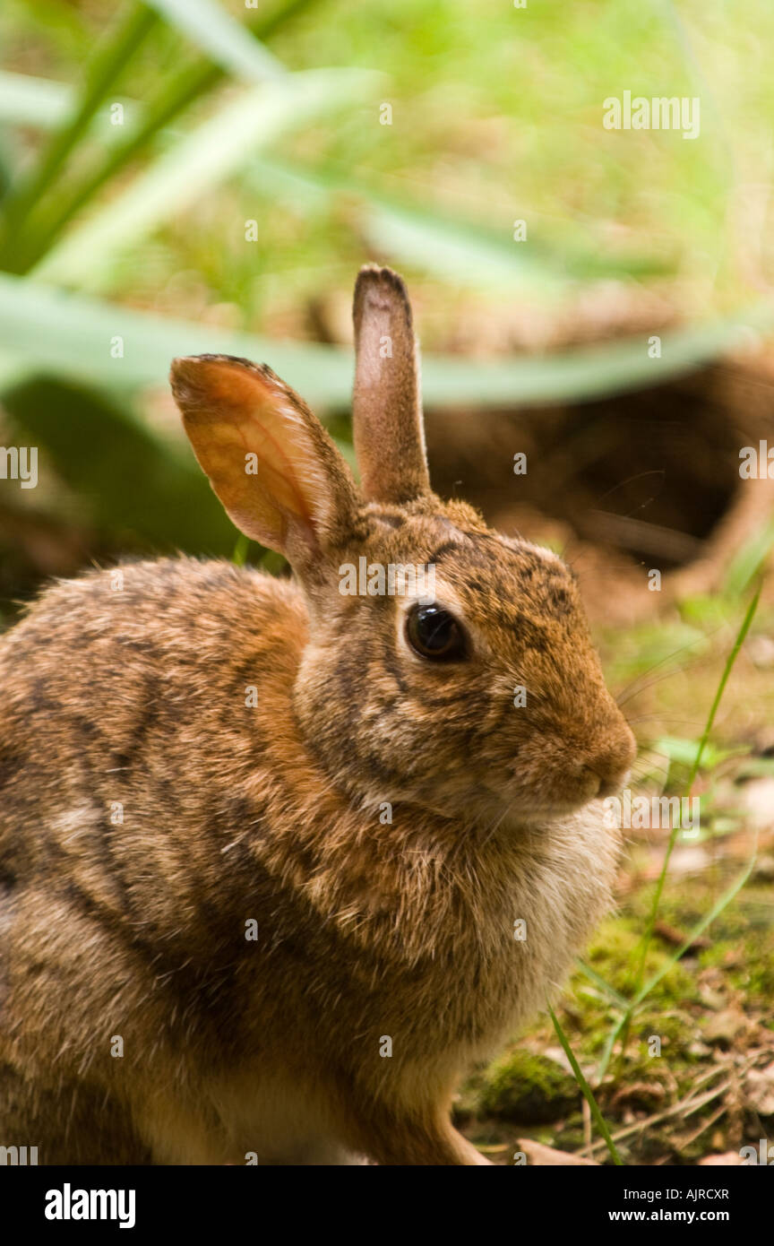 Eastern cottontail rabbit vertical hi-res stock photography and images ...