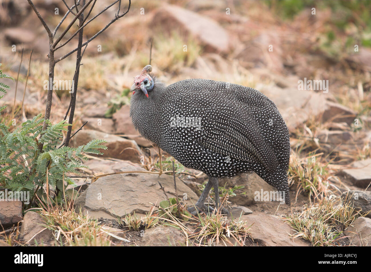 Helmeted Guinea Fowl (numida meleagris) South Africa Stock Photo - Alamy