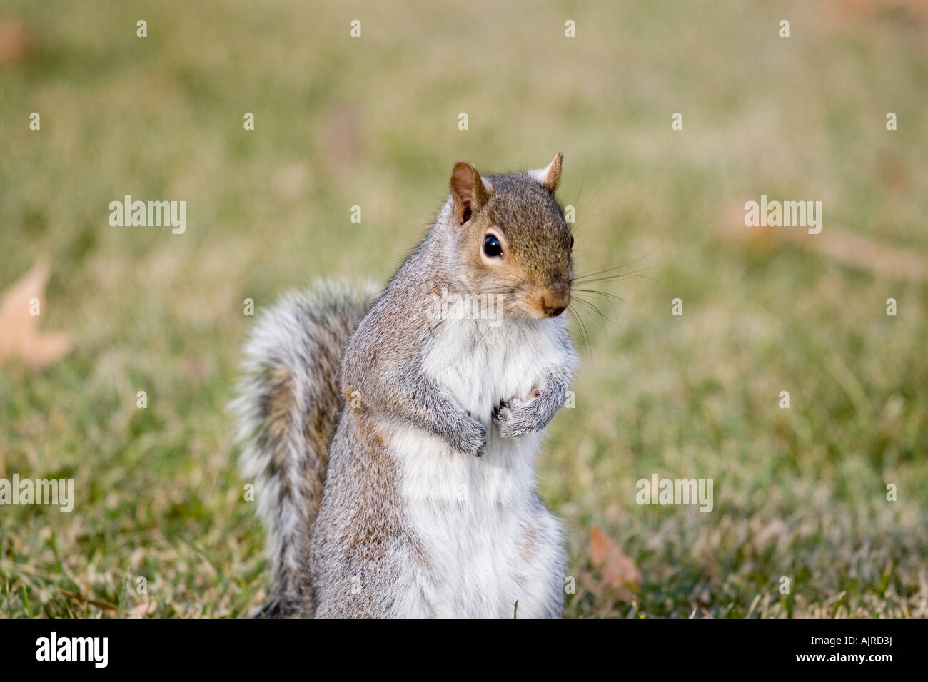 Minnesota USA Minneapolis North American red squirrel at Loring Park ...