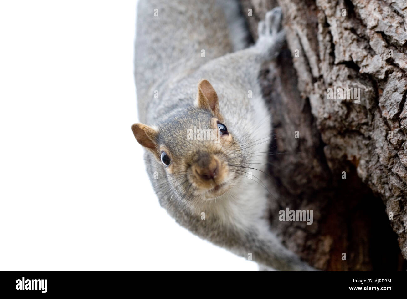 Minnesota USA Minneapolis North American red squirrel at Loring Park ...