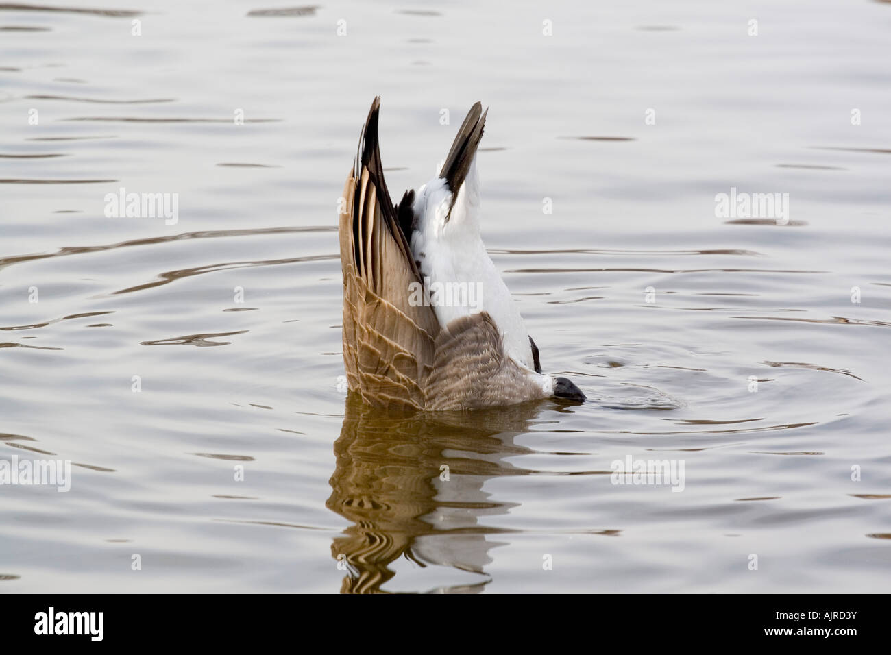 Minnesota USA Minneapolis Loring Park goose diving November 2006 Stock ...