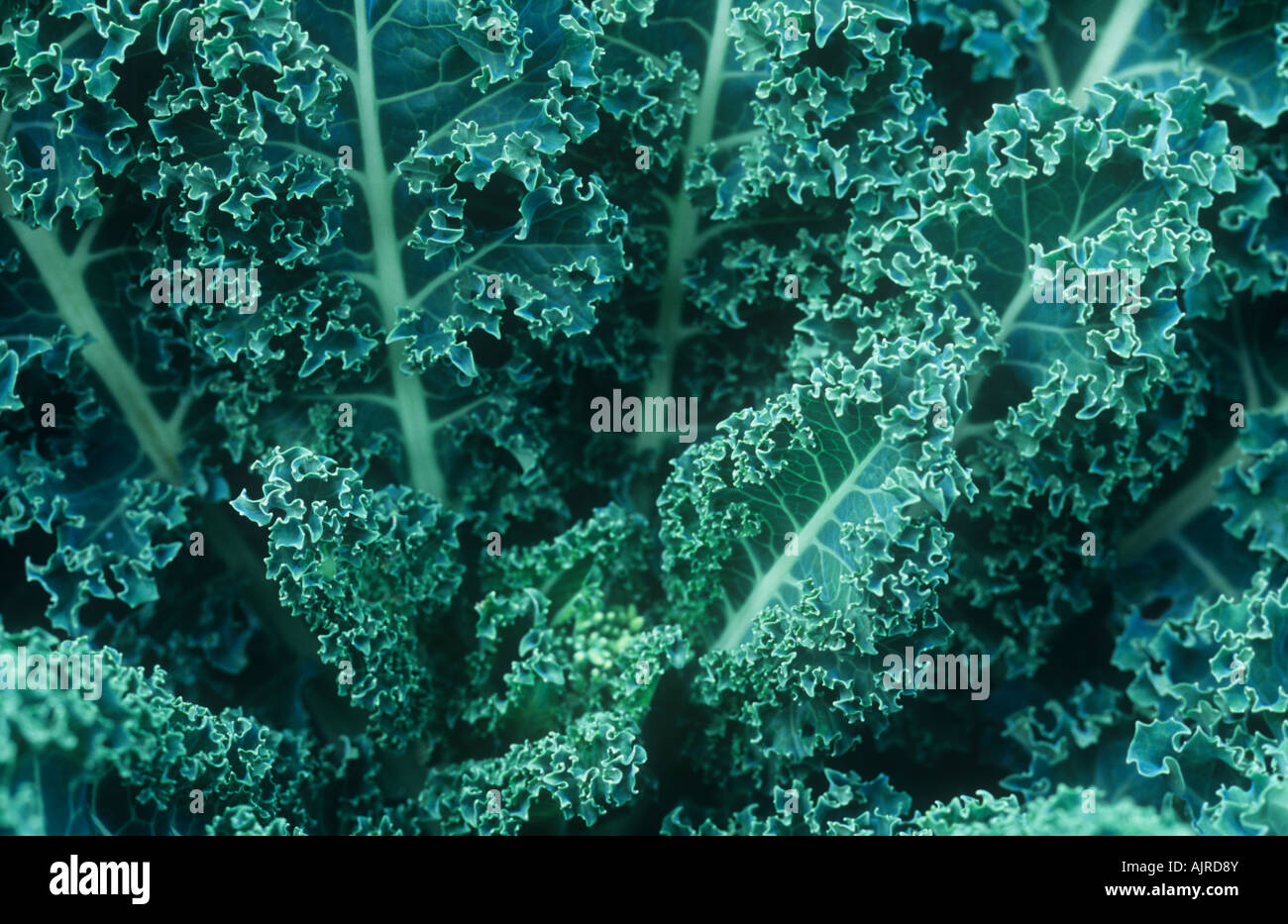 Close up of intricately curled dark green leaves of leafy vegetable ...